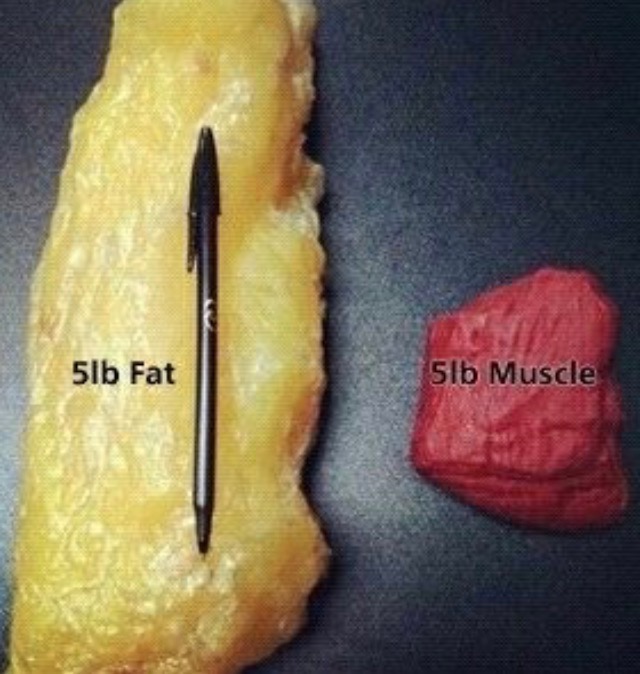 Fat Vs. Muscle